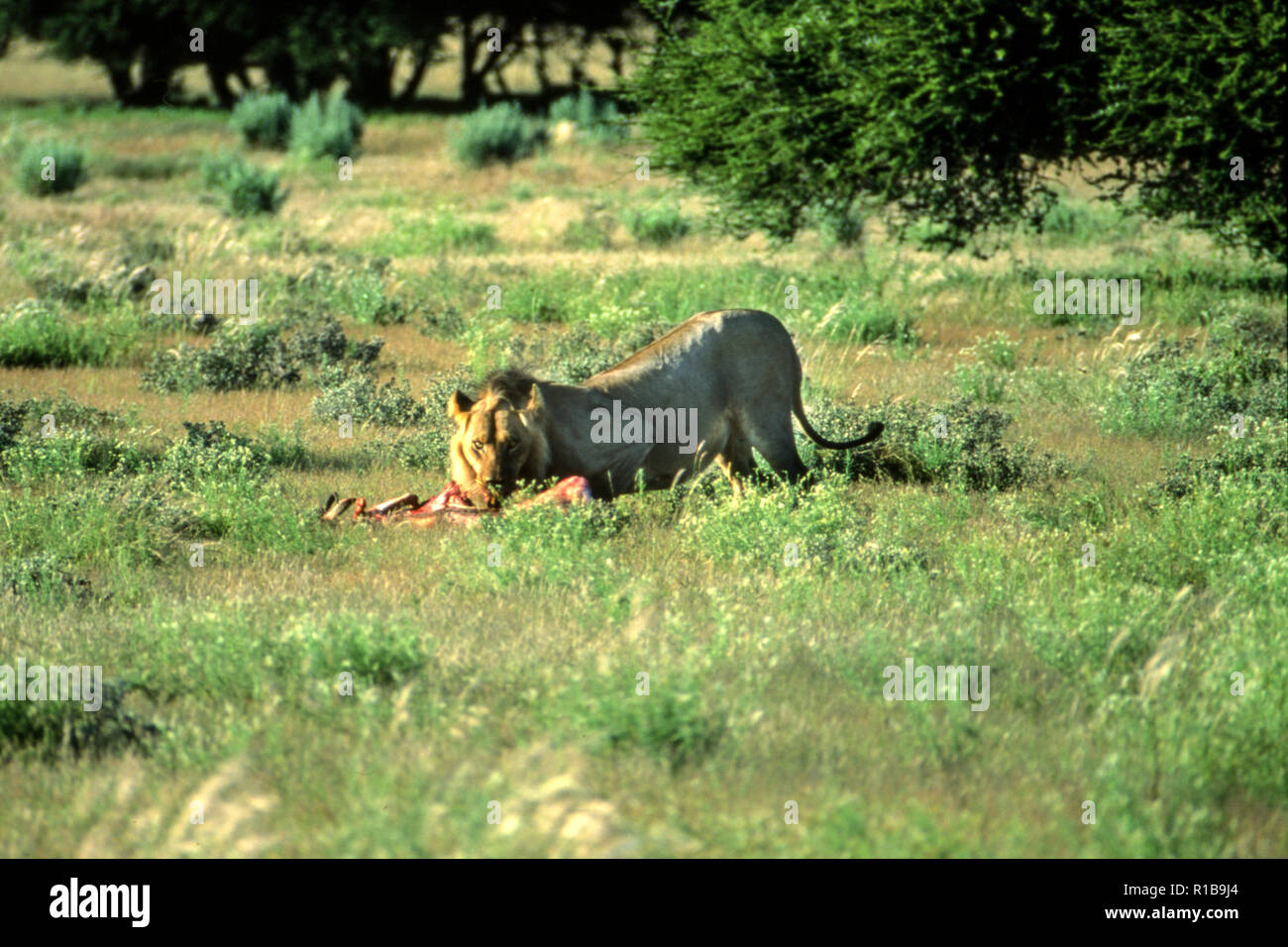 Lion (Panthera leo), Central Kalahari Game Reserve, Ghanzi, Botswana ...