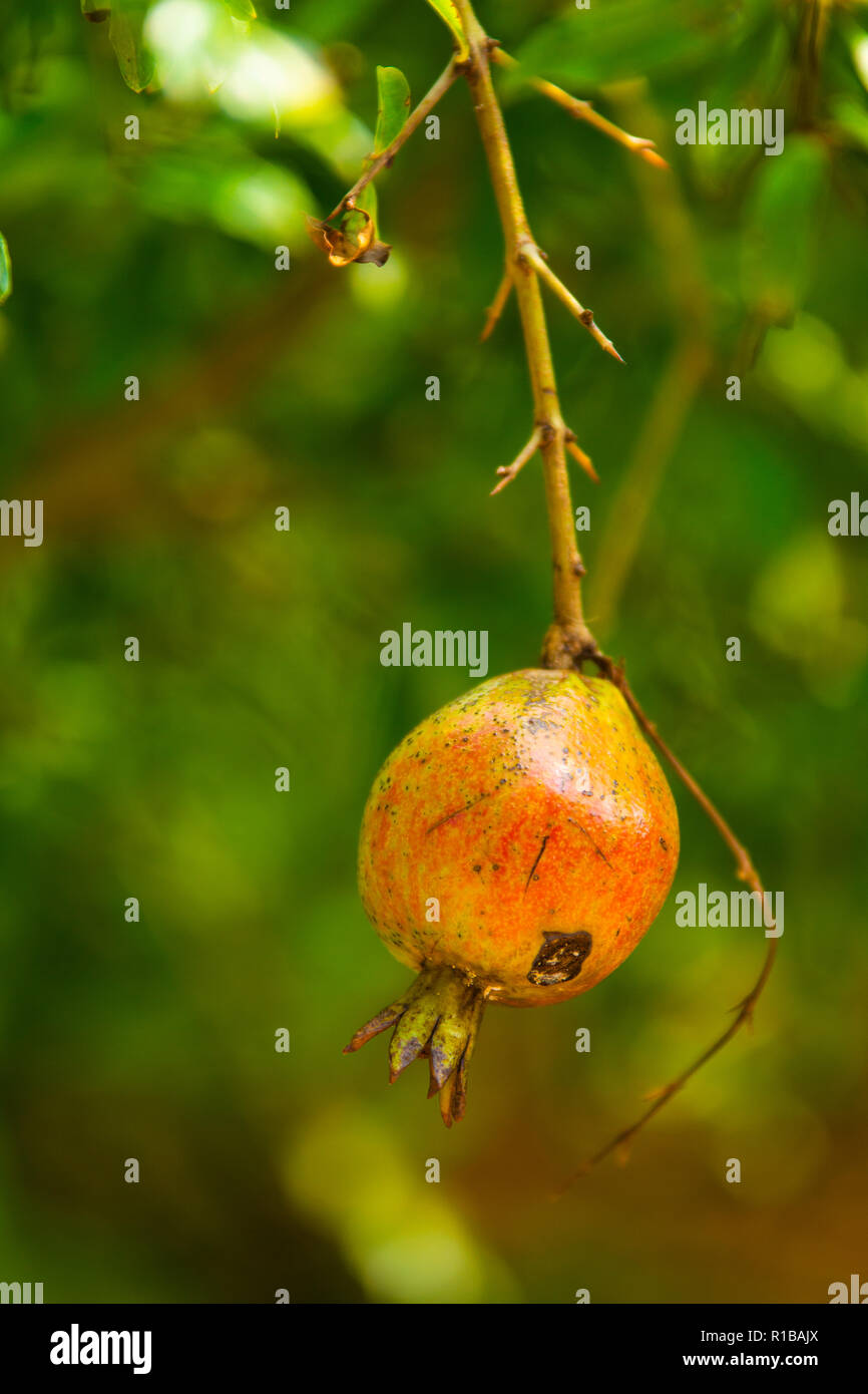 Melograno hi-res stock photography and images - Alamy