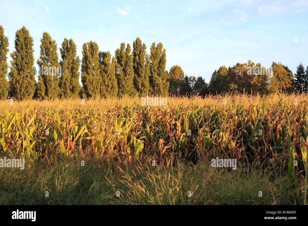 corn field and cloudy sky Stock Photo - Alamy