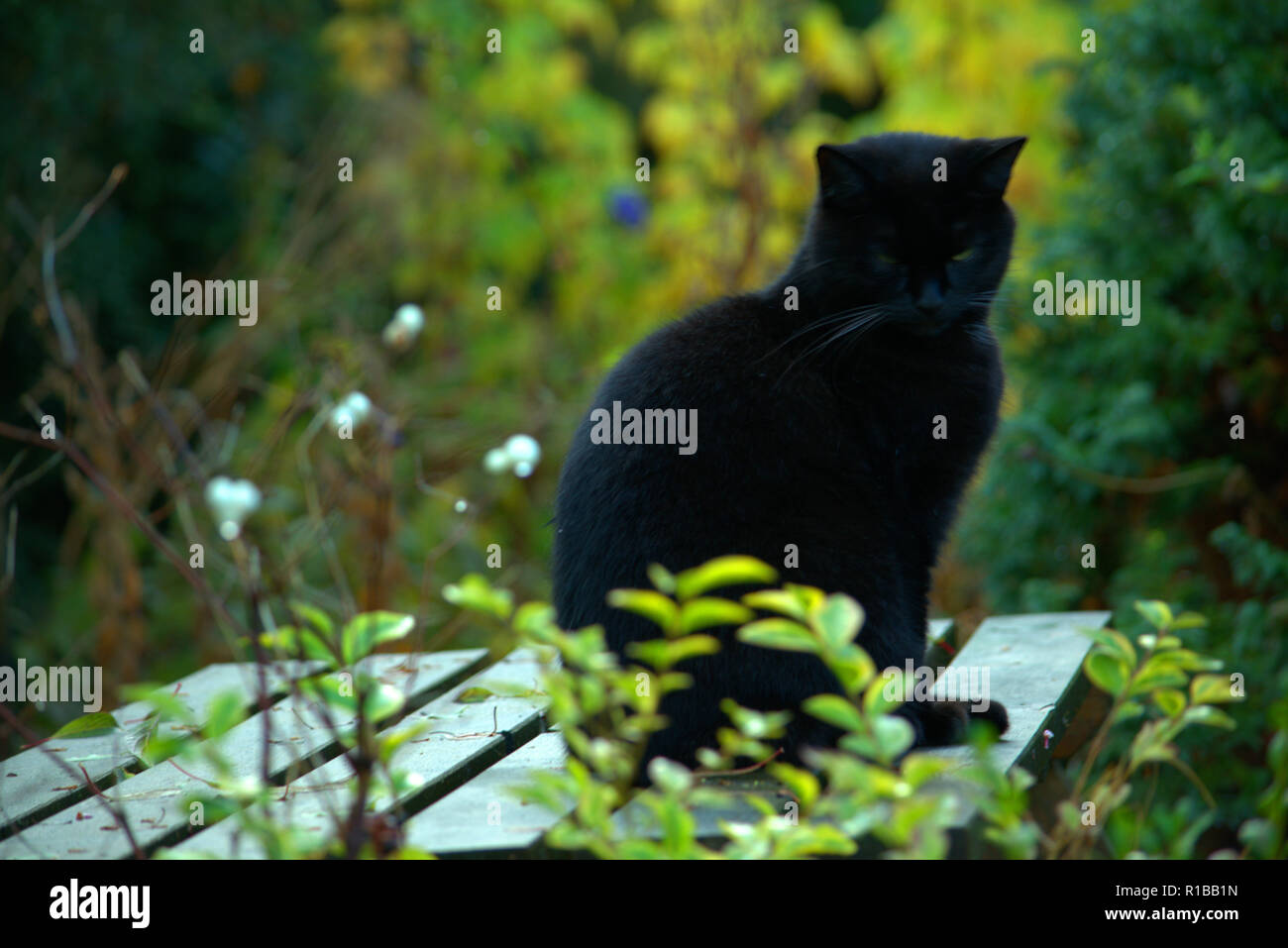 Cat sitting on a picnic table, wet Stock Photo - Alamy