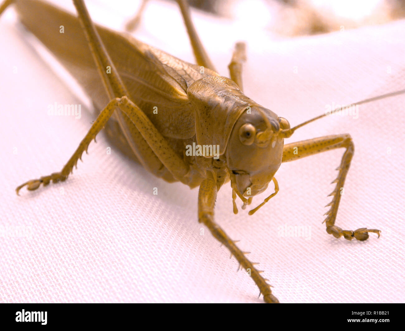 Locust antenna hi-res stock photography and images - Alamy