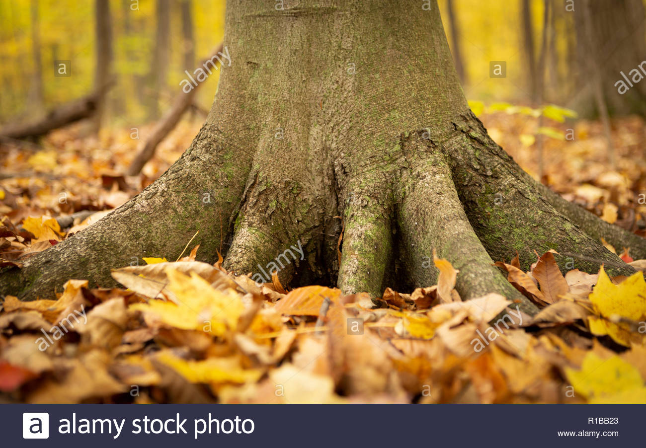 Root Base High Resolution Stock Photography and Images - Alamy