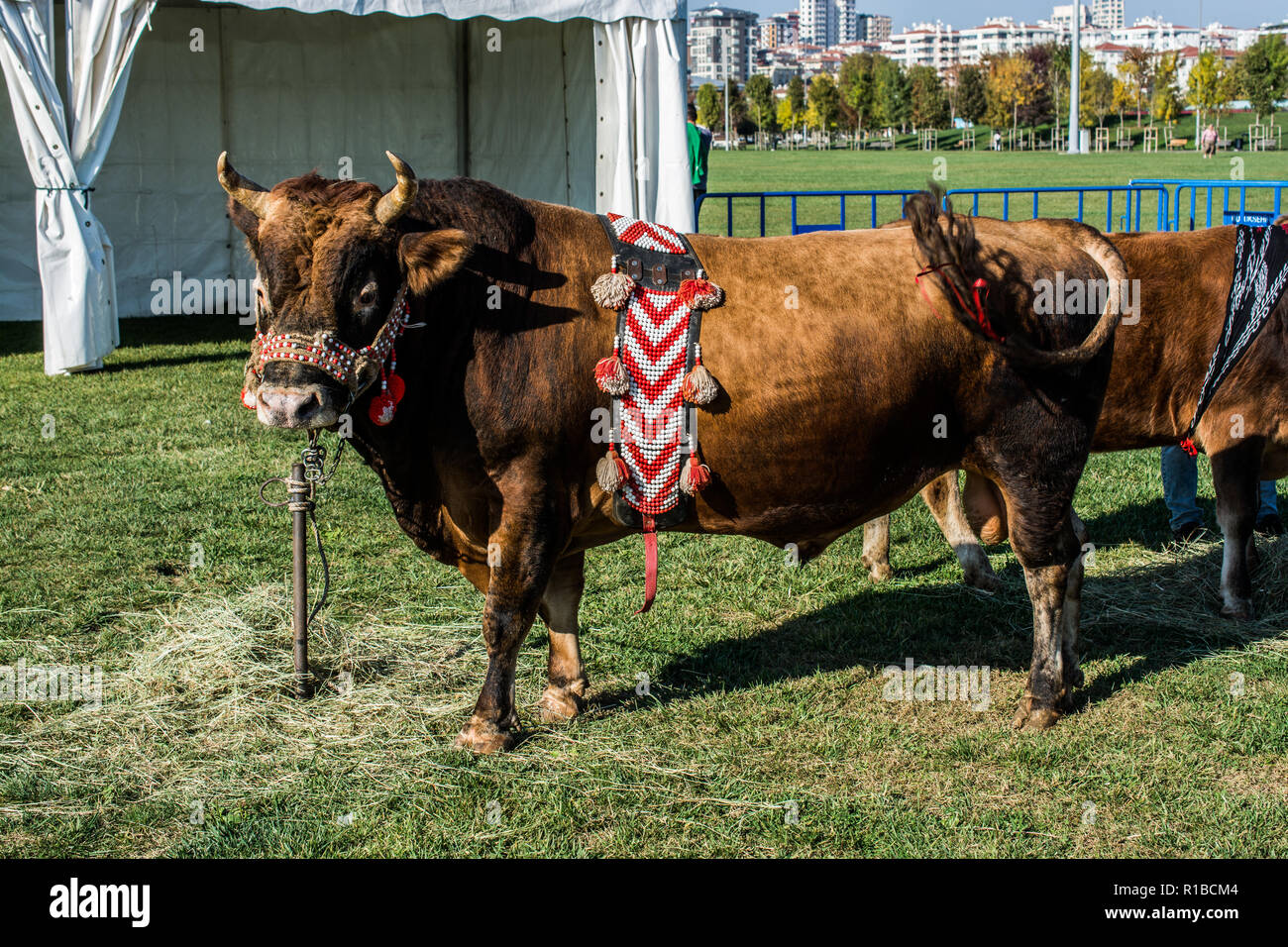 Brown bull with traditional Turkish fabric on it on green grass in ...
