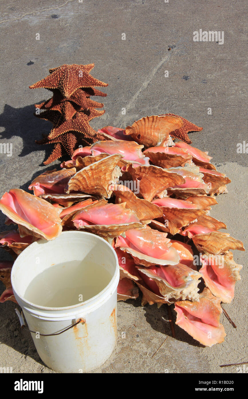 Conch shells hi-res stock photography and images - Alamy