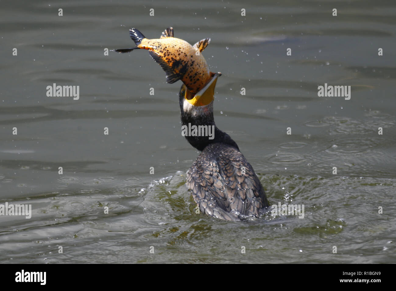 Taudha hi-res stock photography and images - Alamy