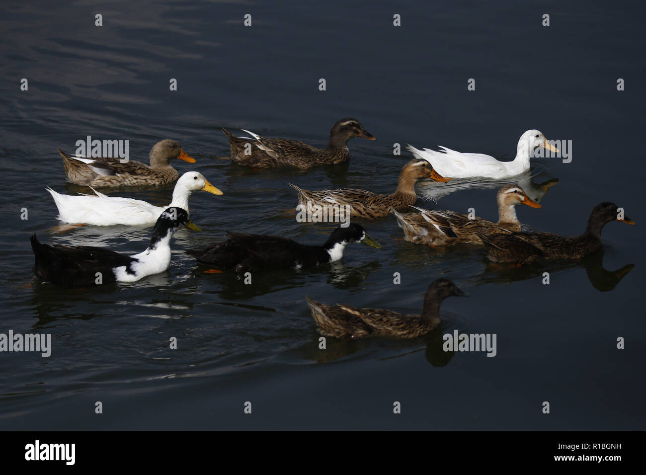 Taudha hi-res stock photography and images - Alamy