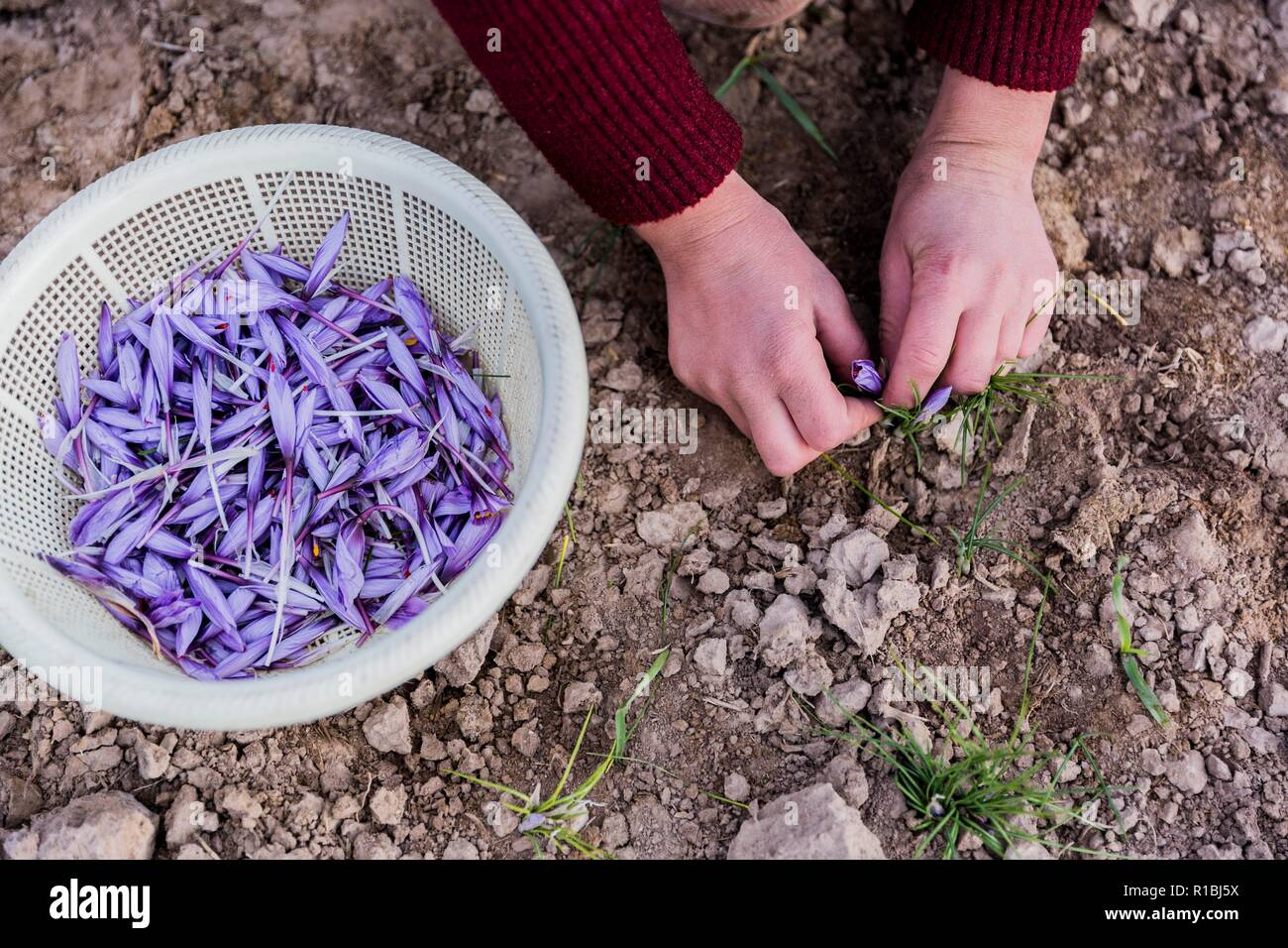 Saffron field hi-res stock photography and images - Alamy