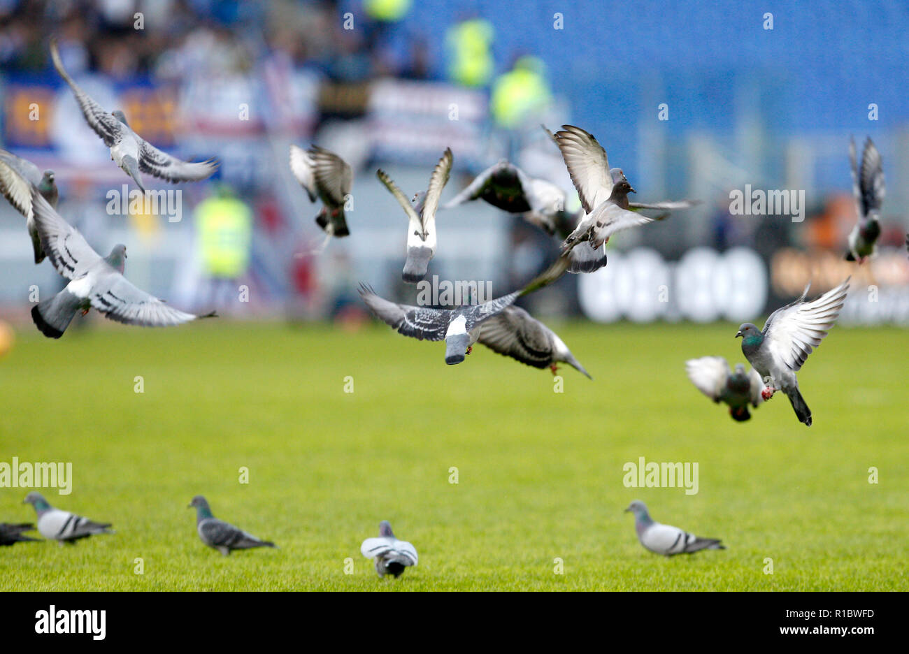 Pigeons start italy hi-res stock photography and images - Alamy