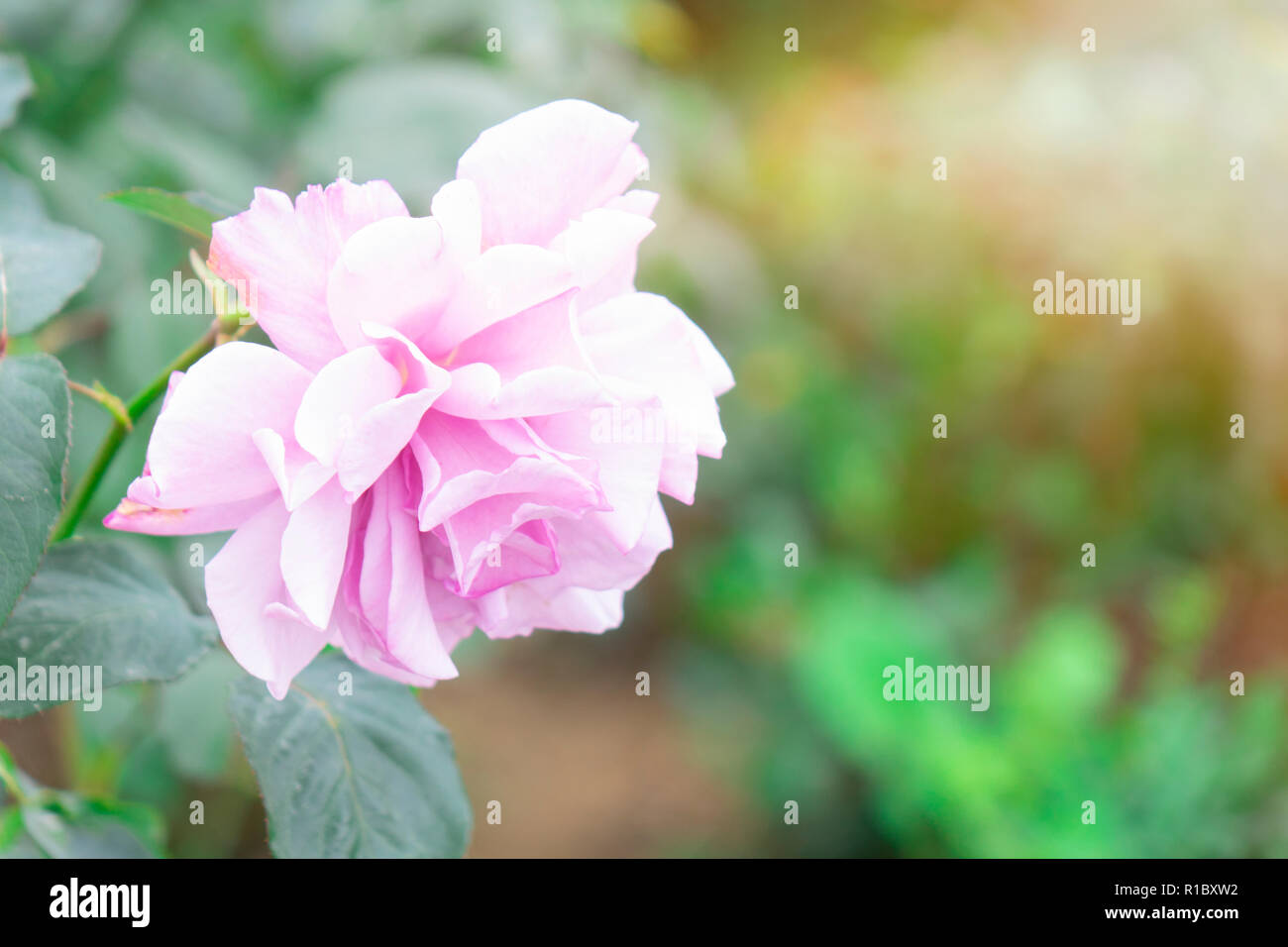 Roses surrounded by buds hi-res stock photography and images - Alamy
