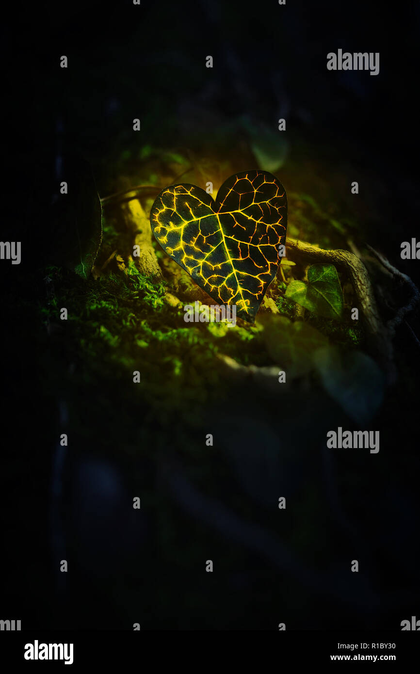 Heart ivy hi-res stock photography and images - Alamy