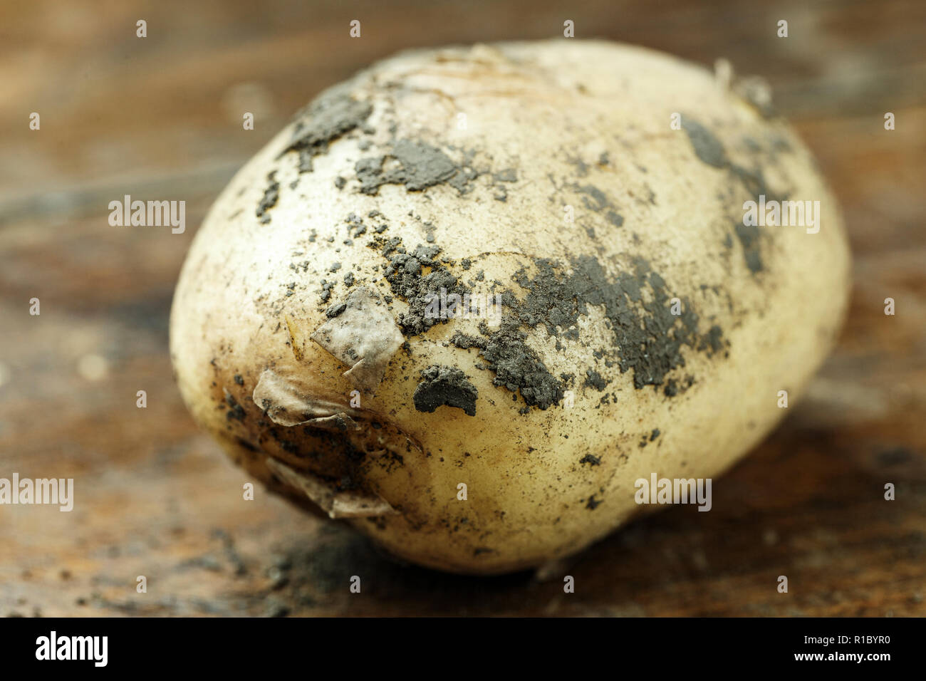 Dirty potato hi-res stock photography and images - Alamy