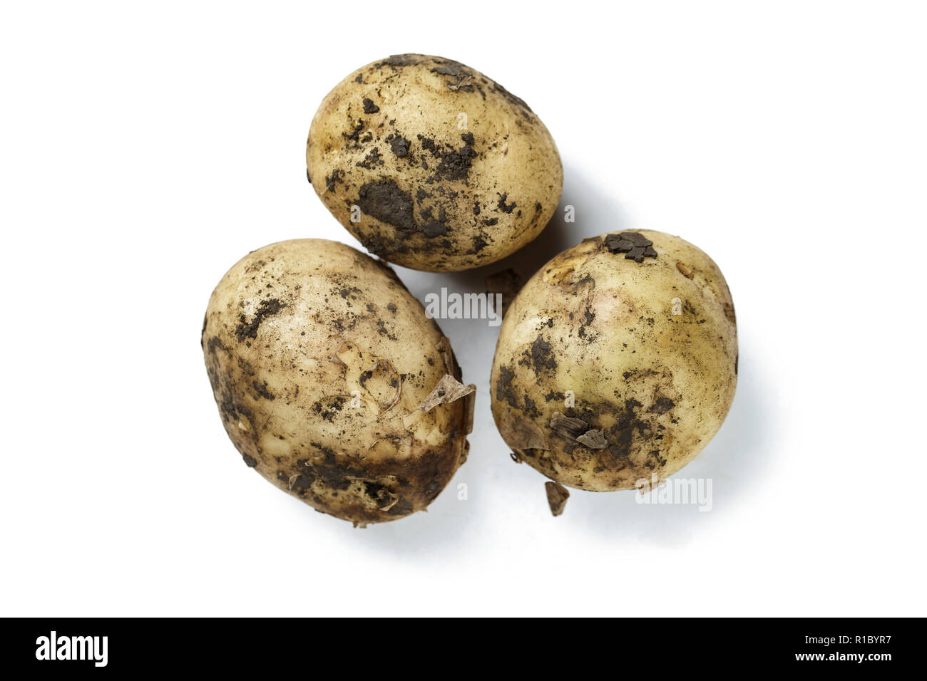 dirty potato isolated on white background. place for the text Stock ...