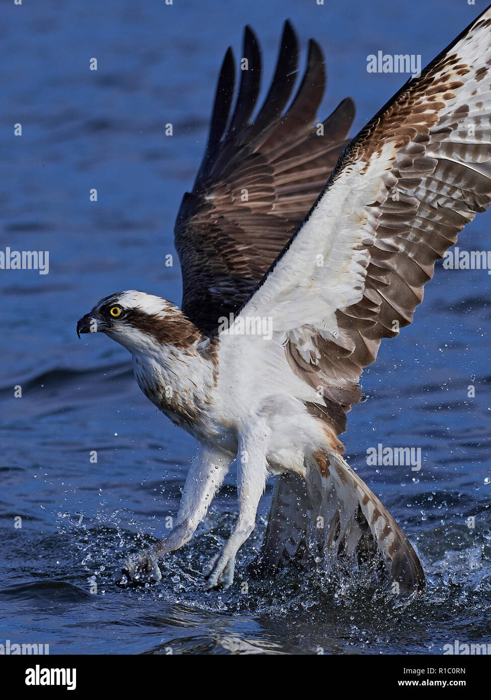 Osprey in flight in its natural habitat in Sweden Stock Photo - Alamy