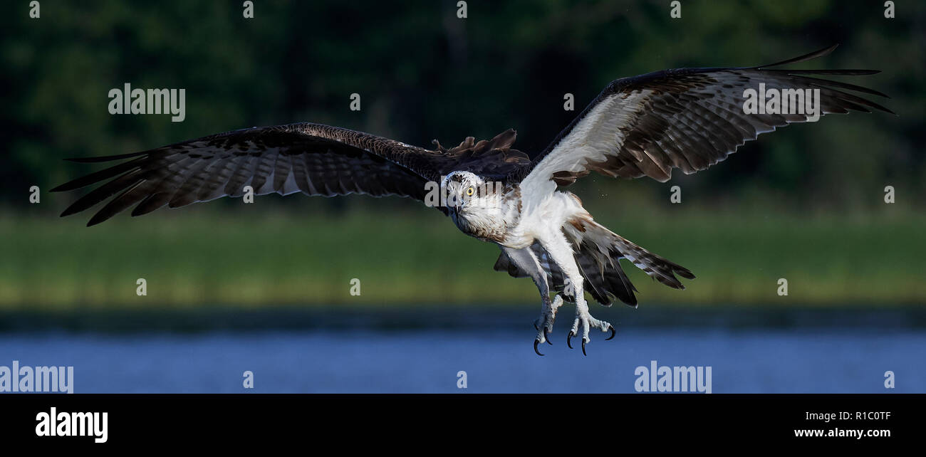Osprey in flight in its natural habitat in Sweden Stock Photo - Alamy