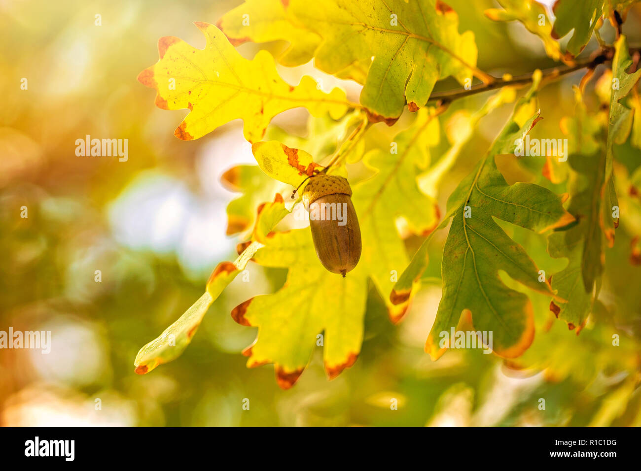 One acorn weighs on oak. Traditional autumn view. Ray of sunshine Stock ...