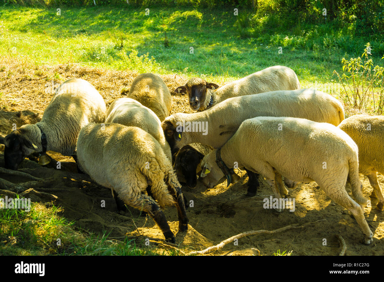 Black lamb under tree hi-res stock photography and images - Alamy