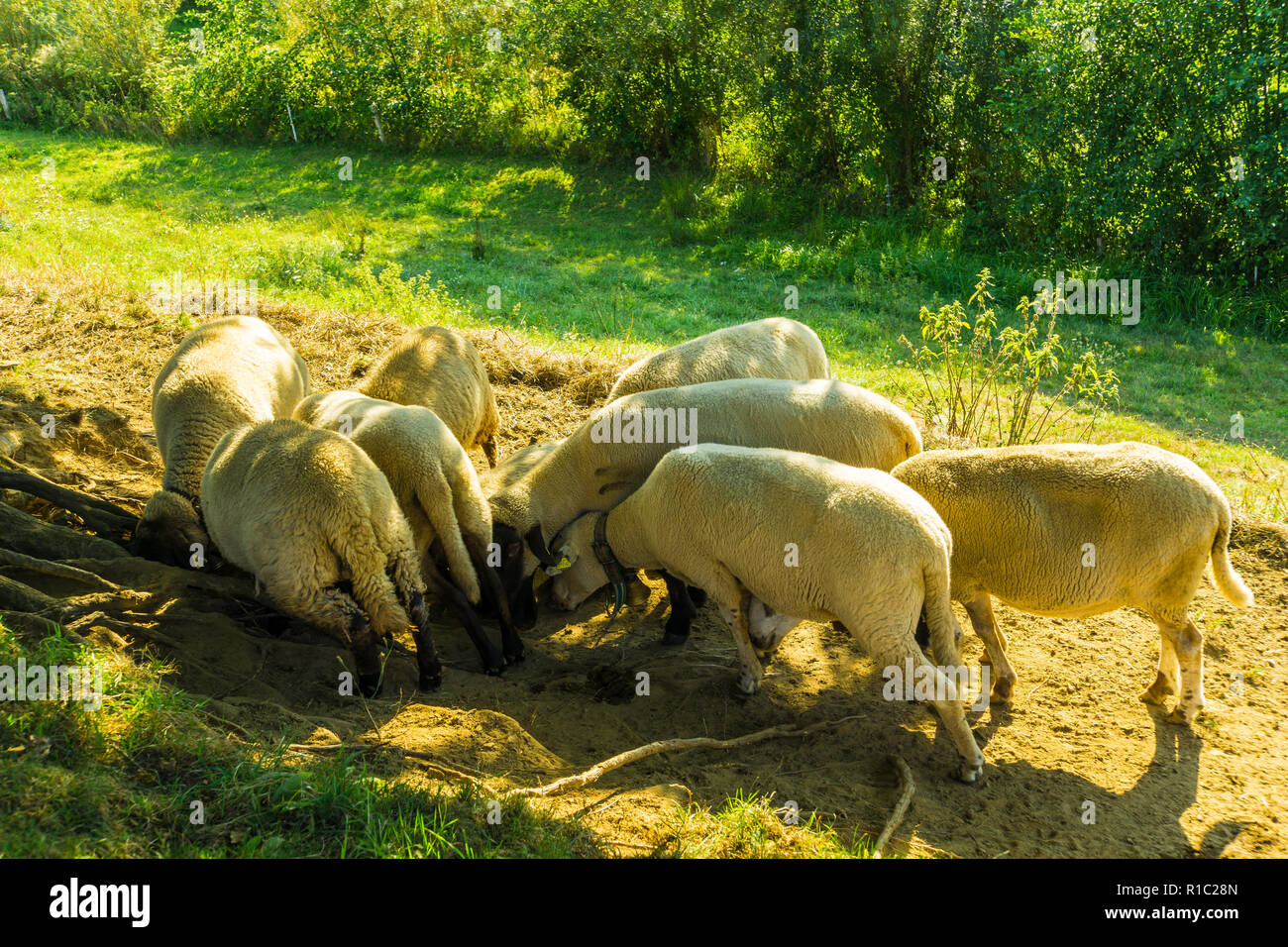 Herd many sheep crowded together hi-res stock photography and images ...