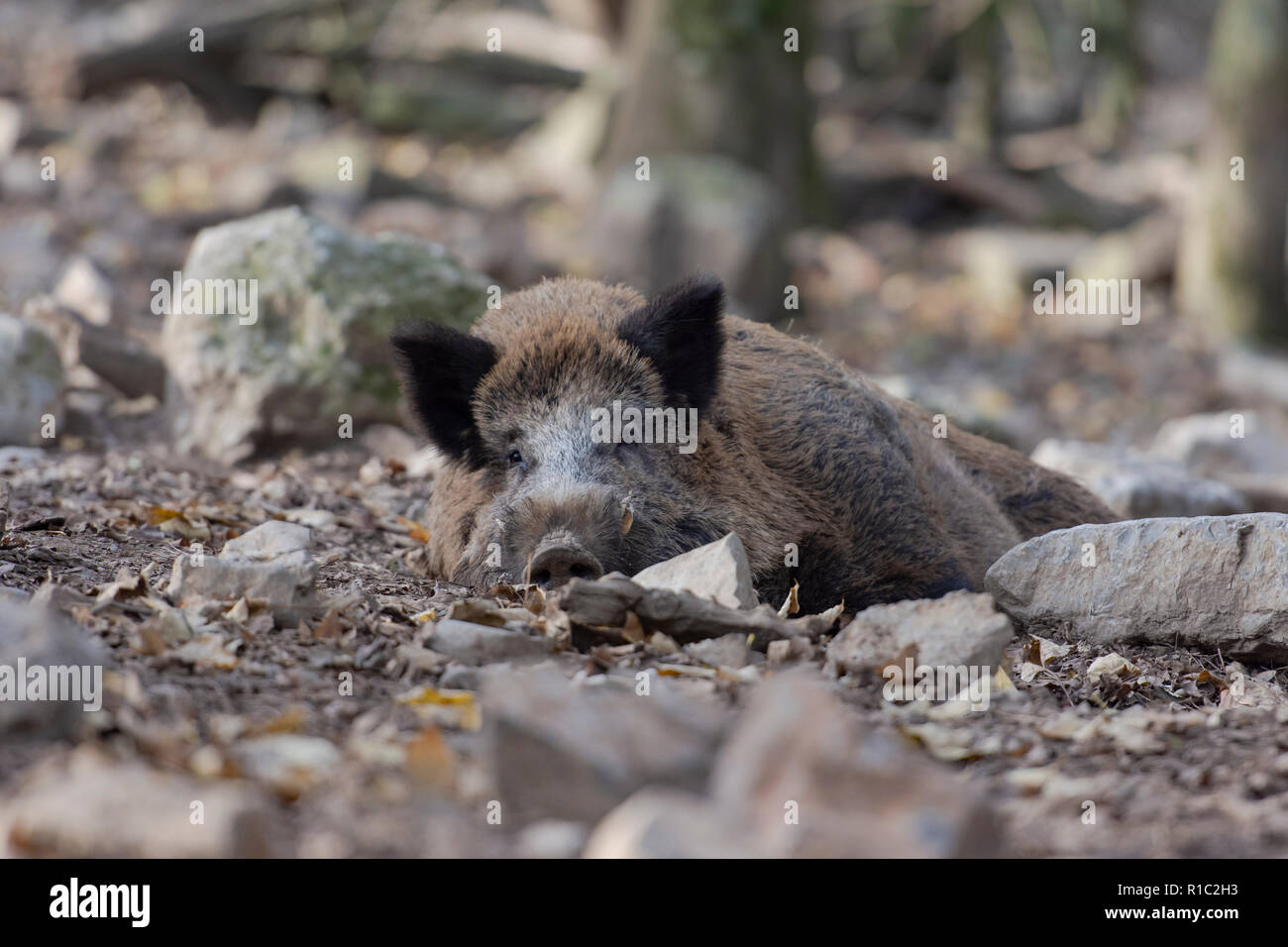 Wild boar in the forest Stock Photo - Alamy