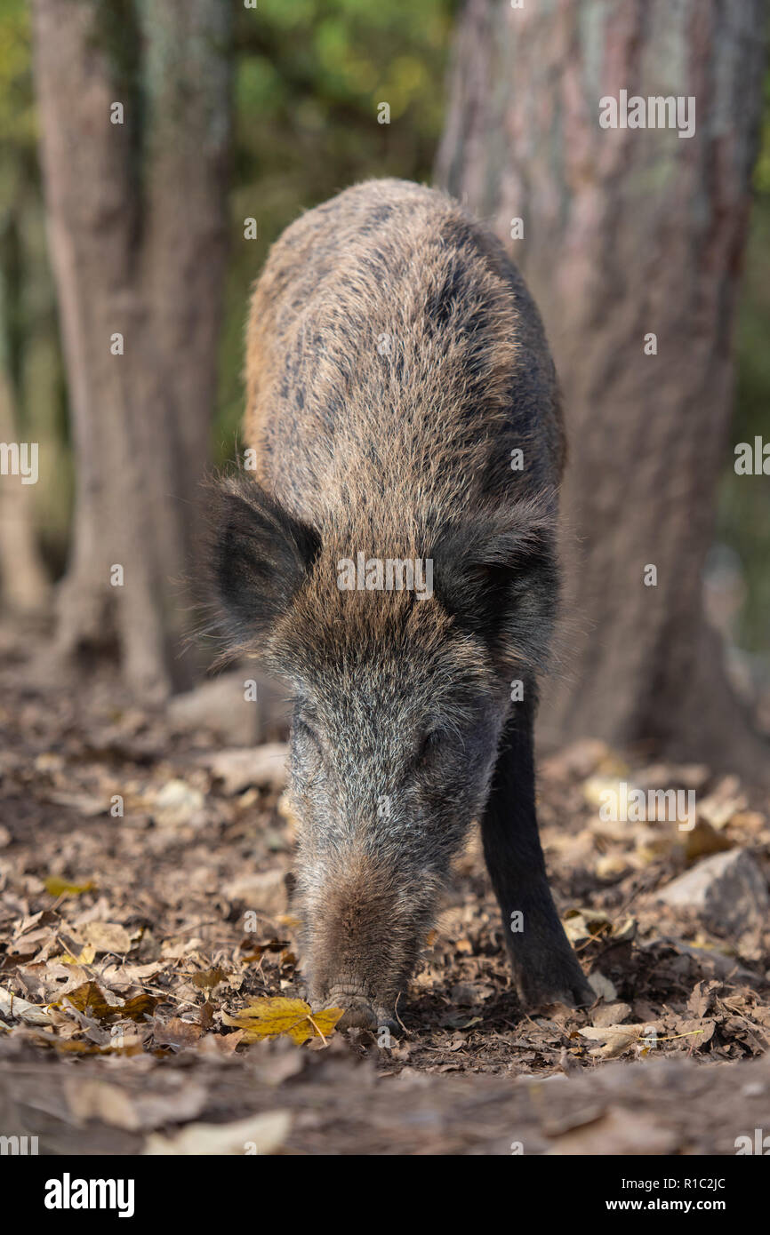 Wild boar in the forest Stock Photo - Alamy