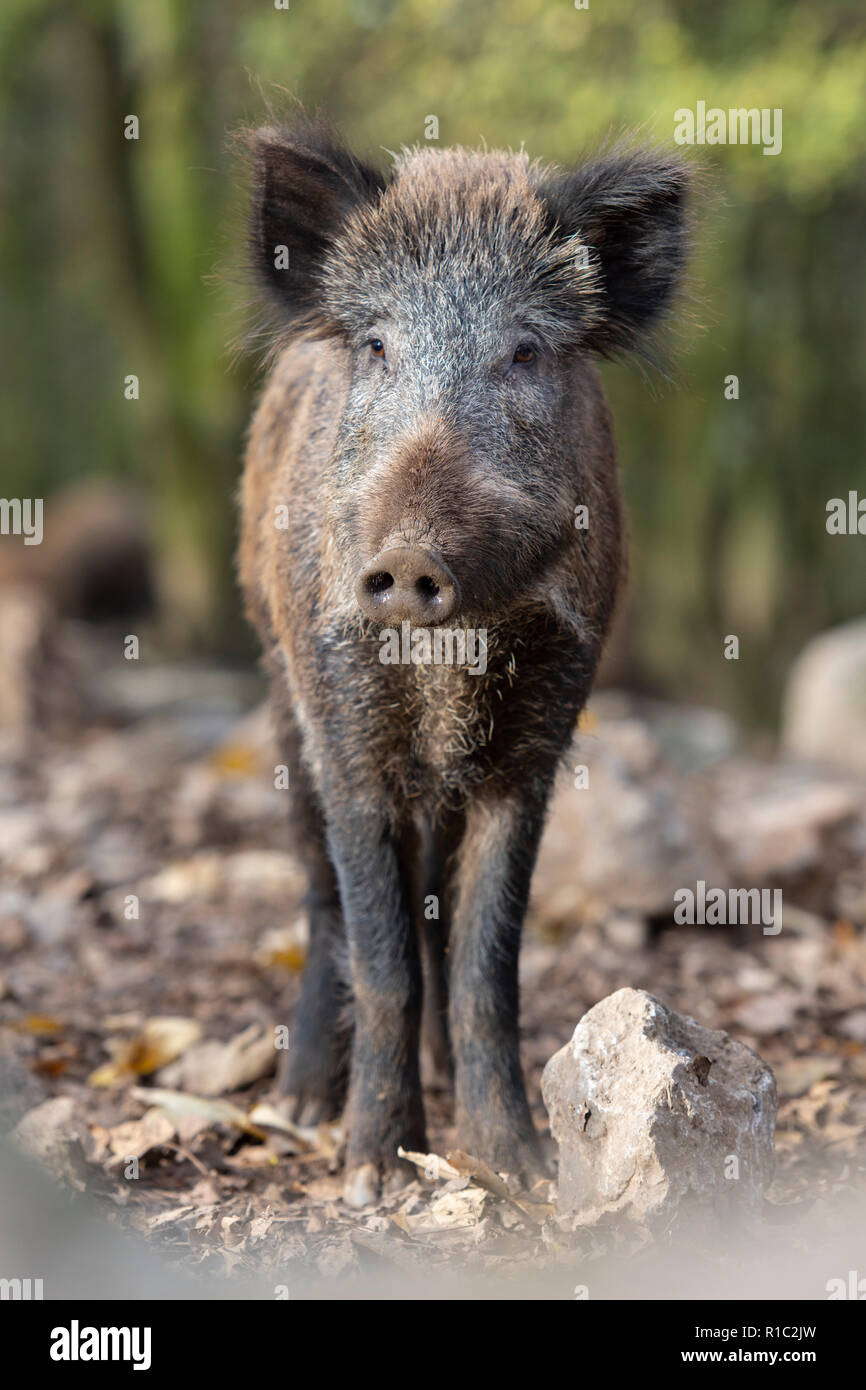 Wild boar in the forest Stock Photo - Alamy