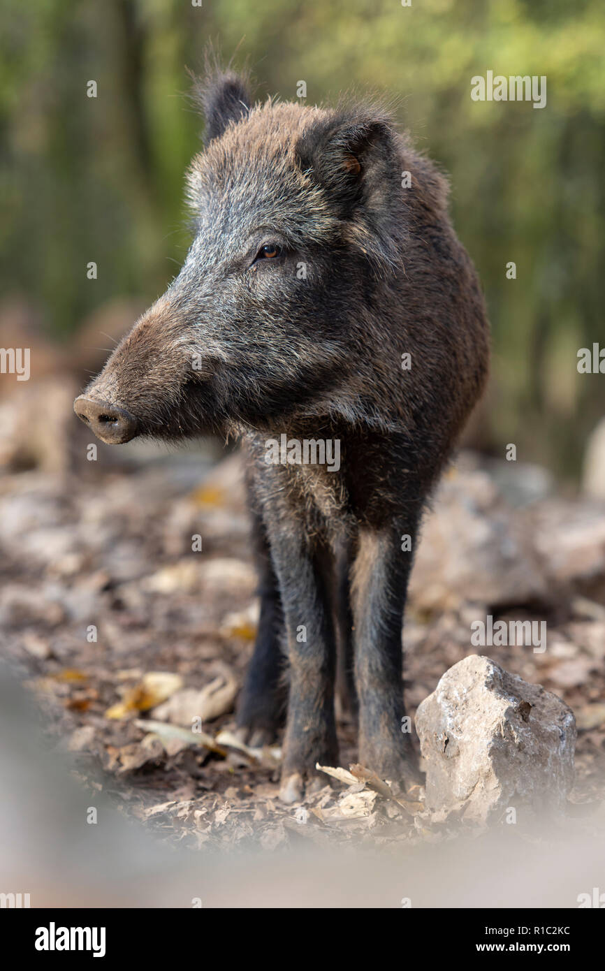 Wild boar in the forest Stock Photo - Alamy
