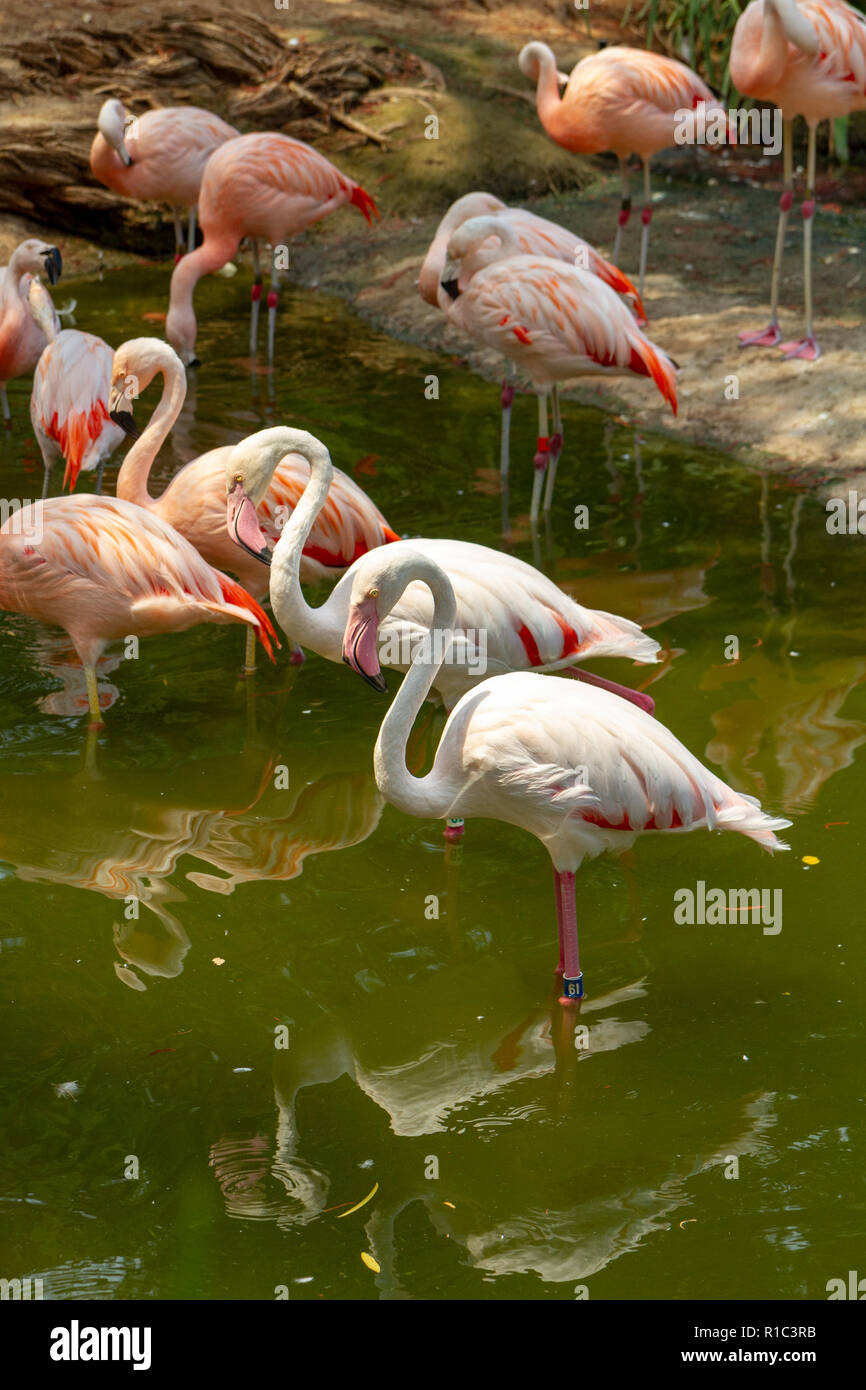 Zoo flamingos hi-res stock photography and images - Alamy