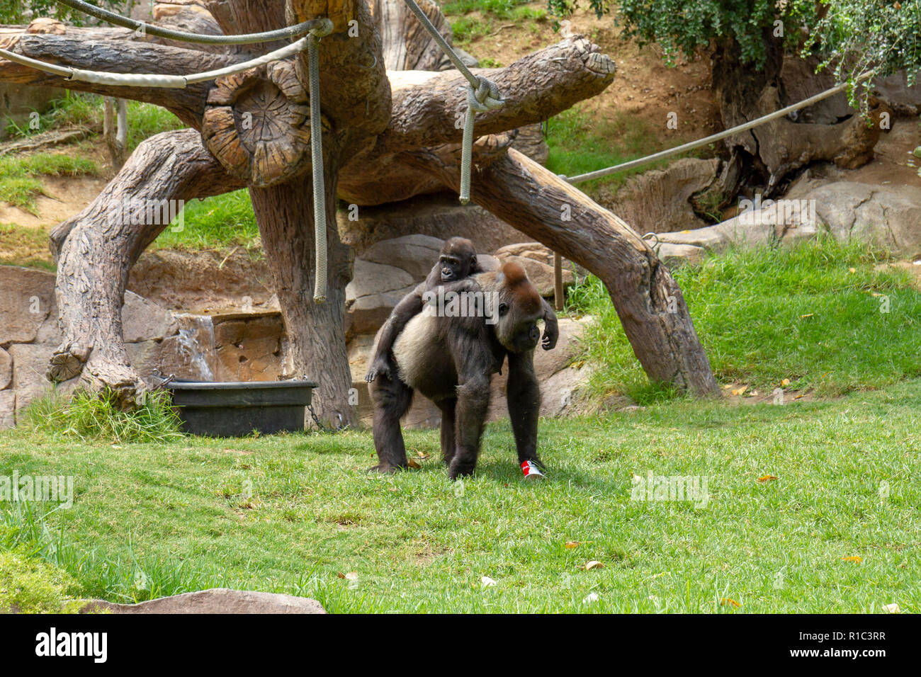 Gorillas in the gorilla enclosure (Gorilla Forest) in the San Diego Zoo ...