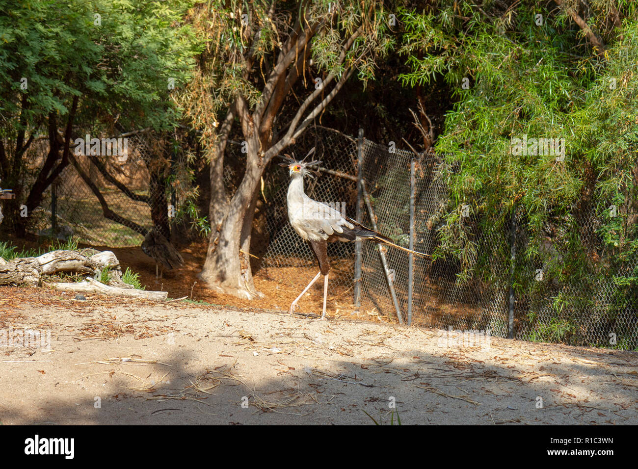 A Secretary Bird (in the San Diego Zoo Safari Park, Escondido, CA ...