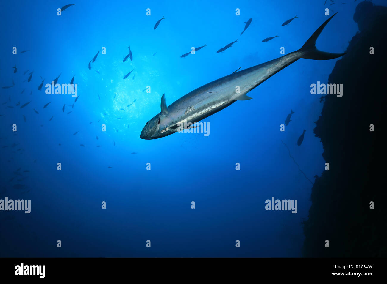 Dogtooth tuna fish (Gymnosarda unicolor) hunting underwater in the ...