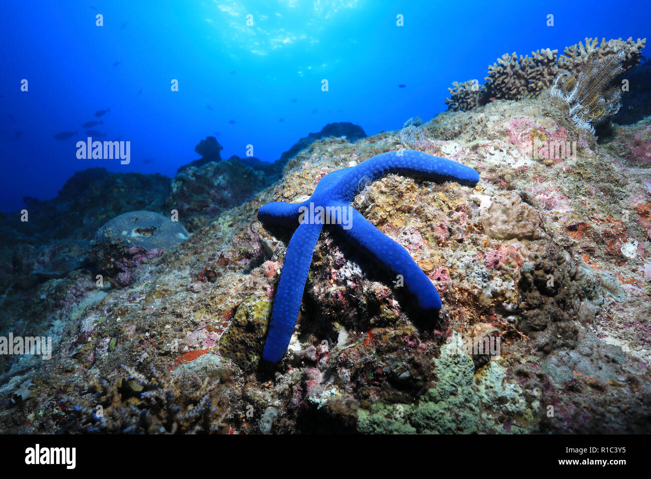 Blue starfish (Linckia laevigata) underwater in the Great Barrier Reef ...