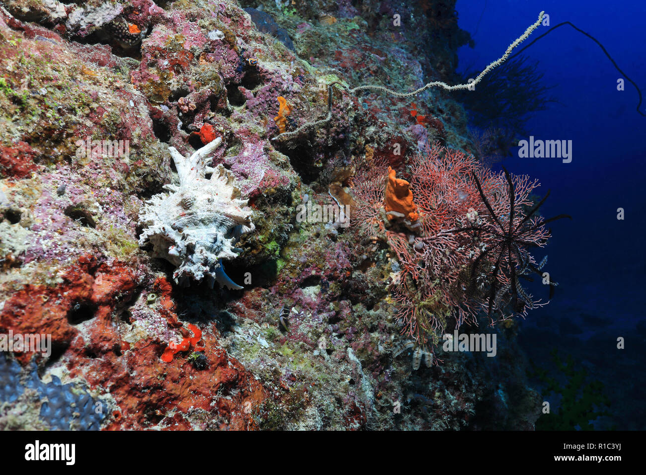 Adusta murex sea snail (Chicoreus brunneus) underwater in the Great ...