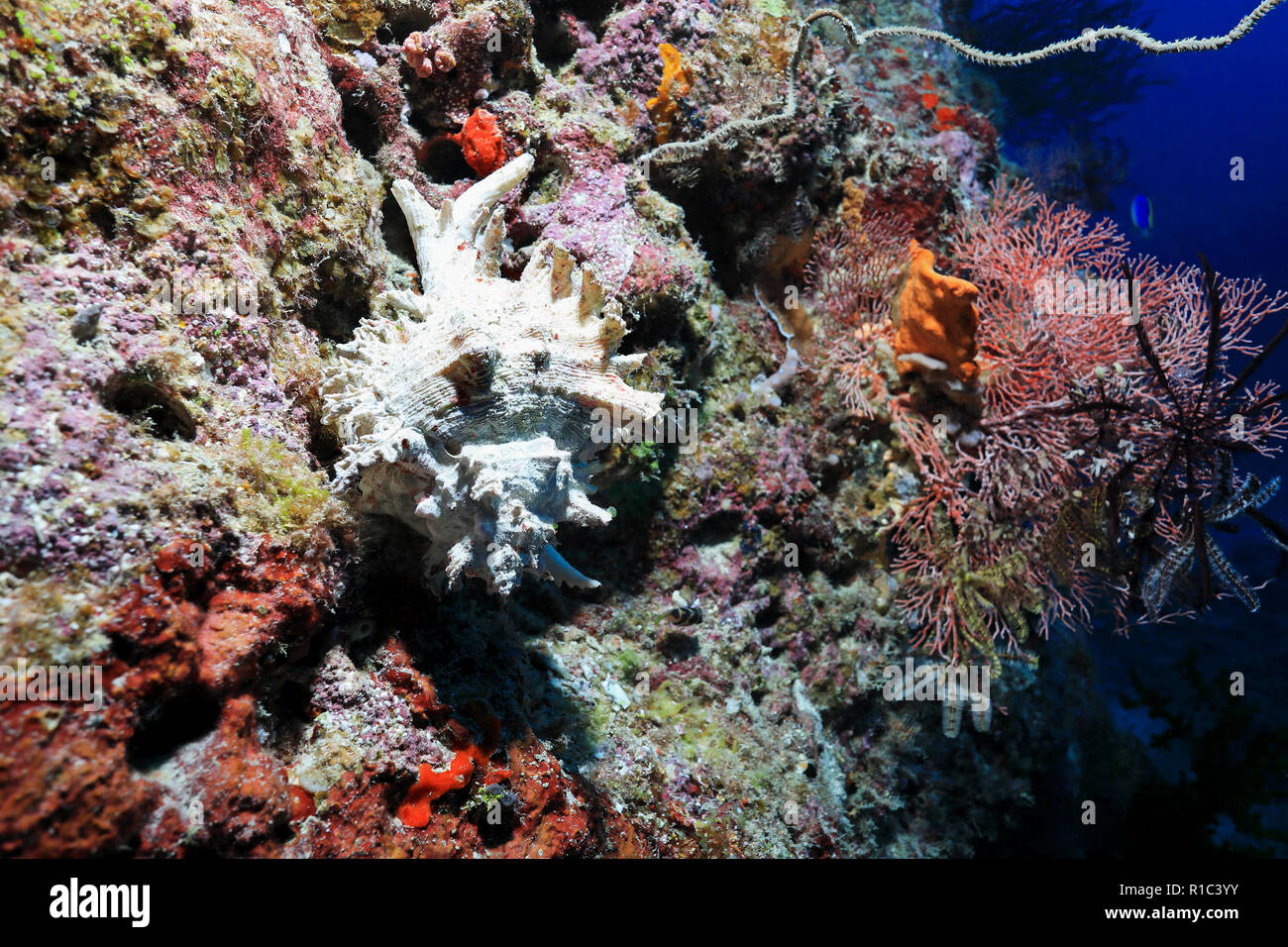 Adusta murex sea snail (Chicoreus brunneus) underwater in the Great ...