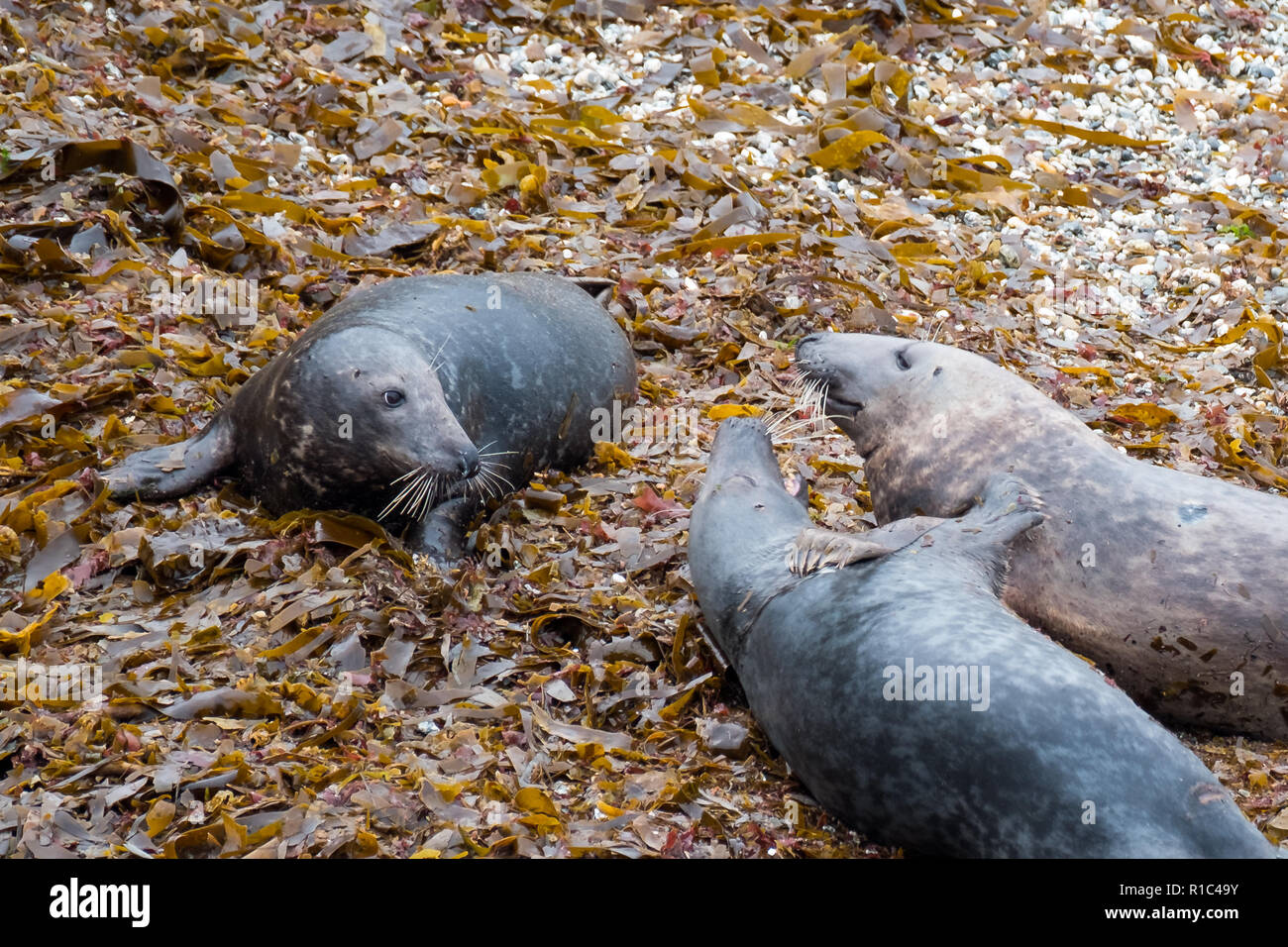 Atlantic grey seals interacting on the beach Stock Photo - Alamy