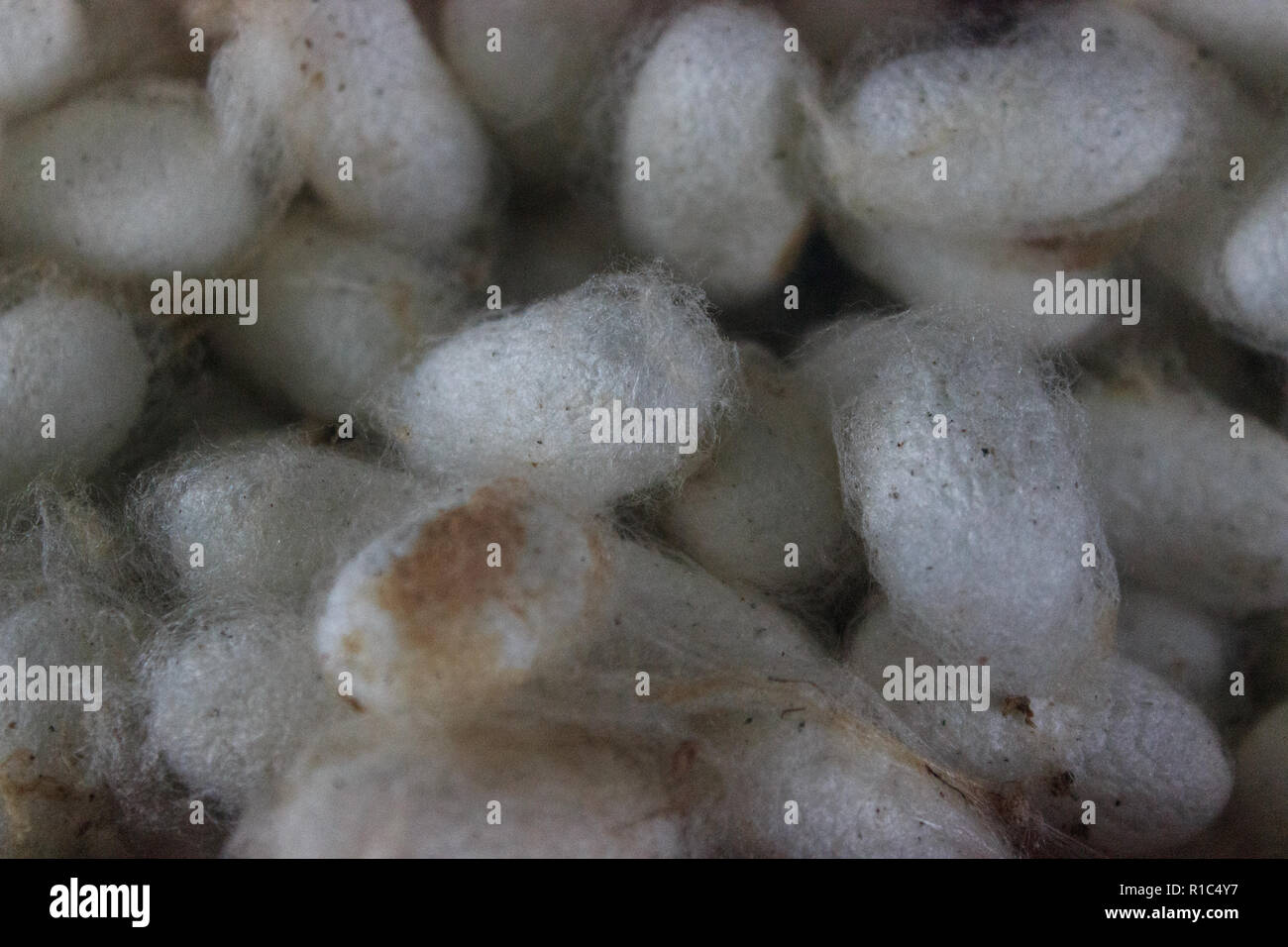 Silkworms hi-res stock photography and images - Alamy