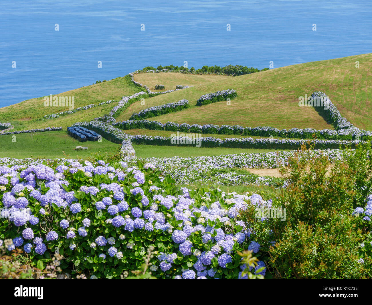 Image of beautiful blooming hydrangea in the nature of Azores Portufal ...