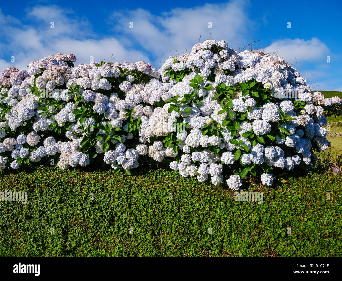 Image of beautiful blooming hydrangea in the nature of Azores Portufal ...