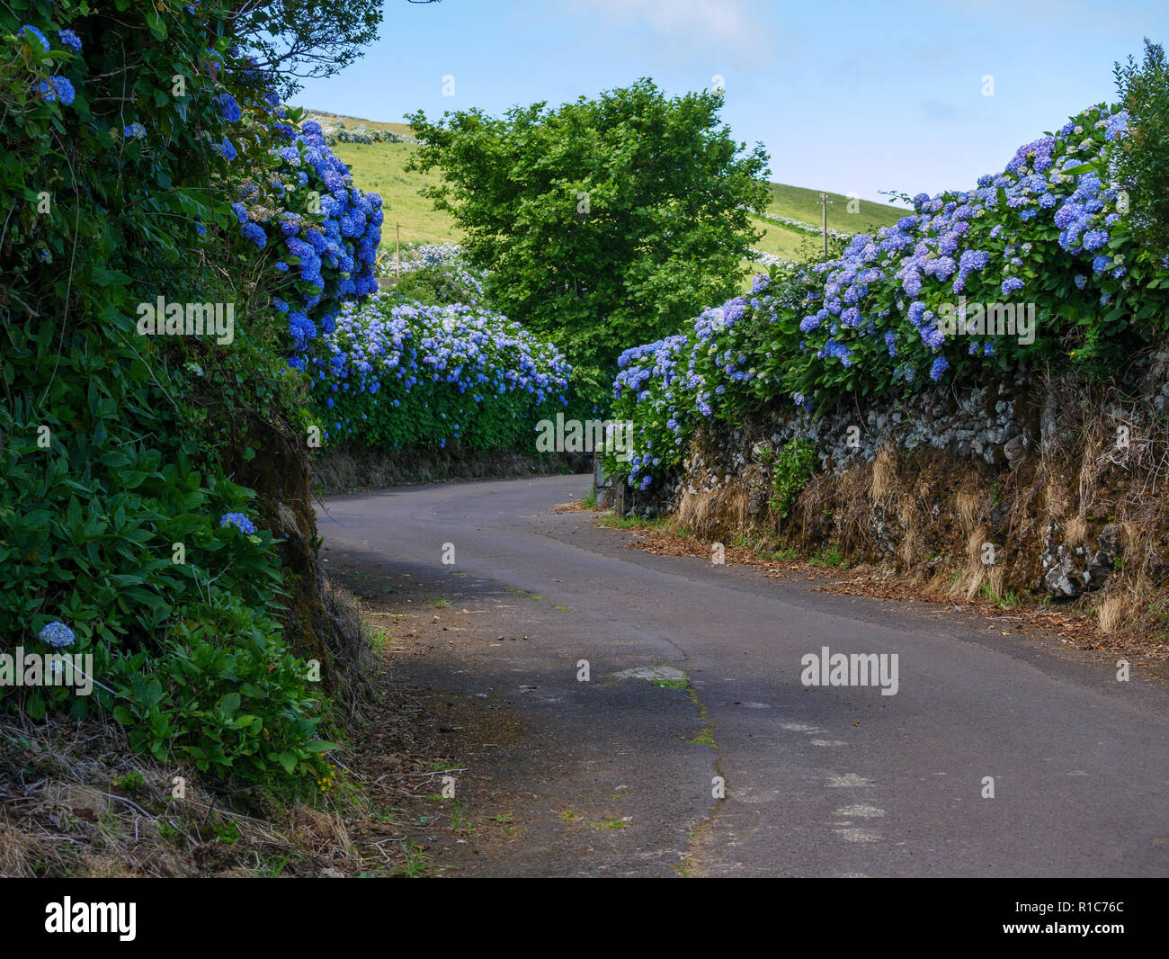 Image of street lined with beautiful hydrangeas in Azores Portugal ...