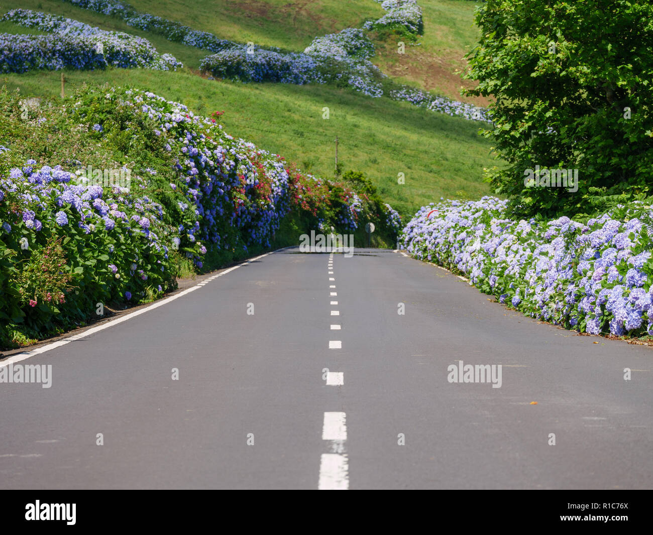 Image of street lined with beautiful hydrangeas in Azores Portugal ...