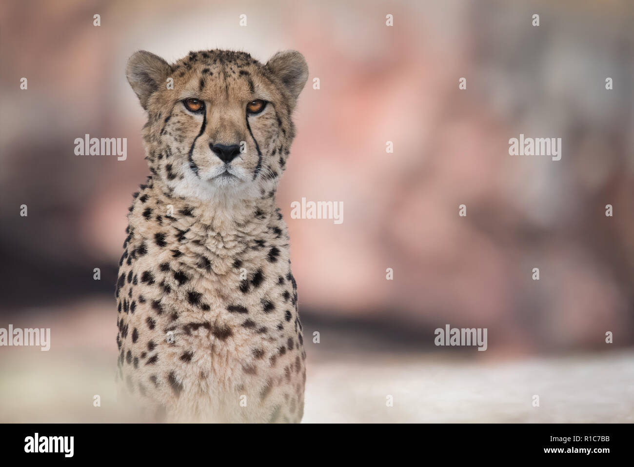 A cheetah at a zoo in Canada, who is part of a captive breeding program ...