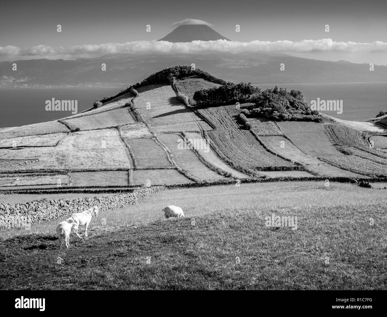 Sao miguel azores horse Black and White Stock Photos & Images - Alamy