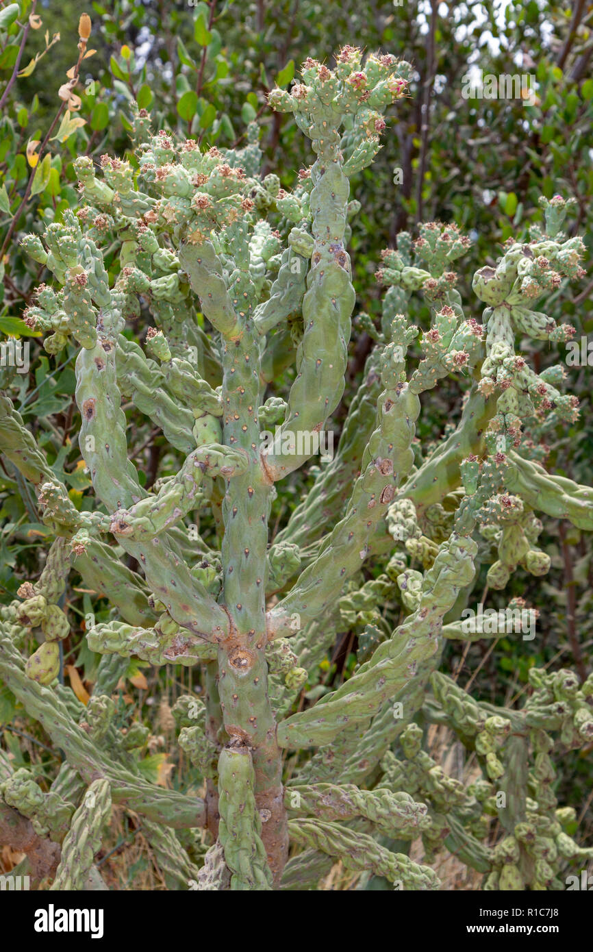 Diamond cholla (Cylindropuntia ramosissima) in the Old World Succulent ...