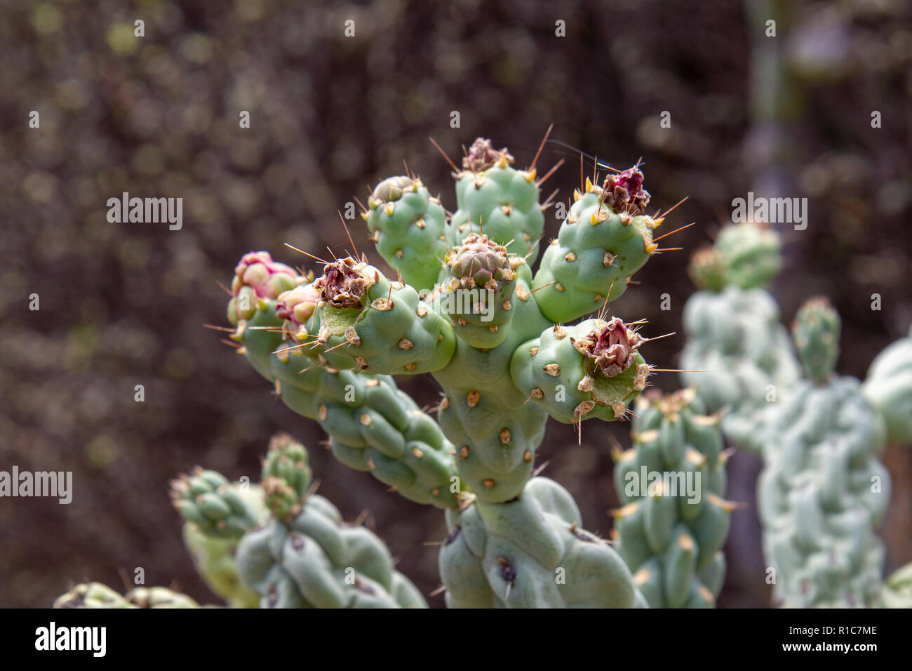 Diamond cholla (Cylindropuntia ramosissima) in the Old World Succulent ...