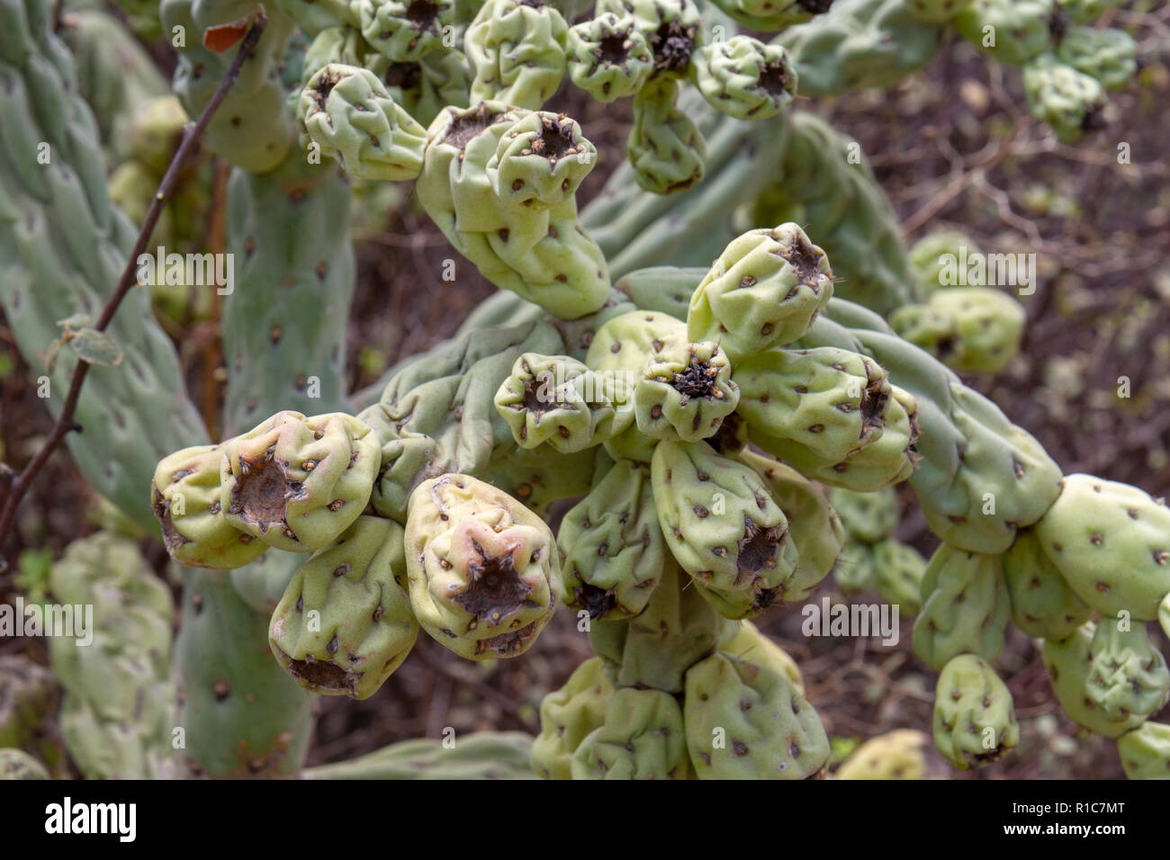 Diamond cholla (Cylindropuntia ramosissima) in the Old World Succulent ...