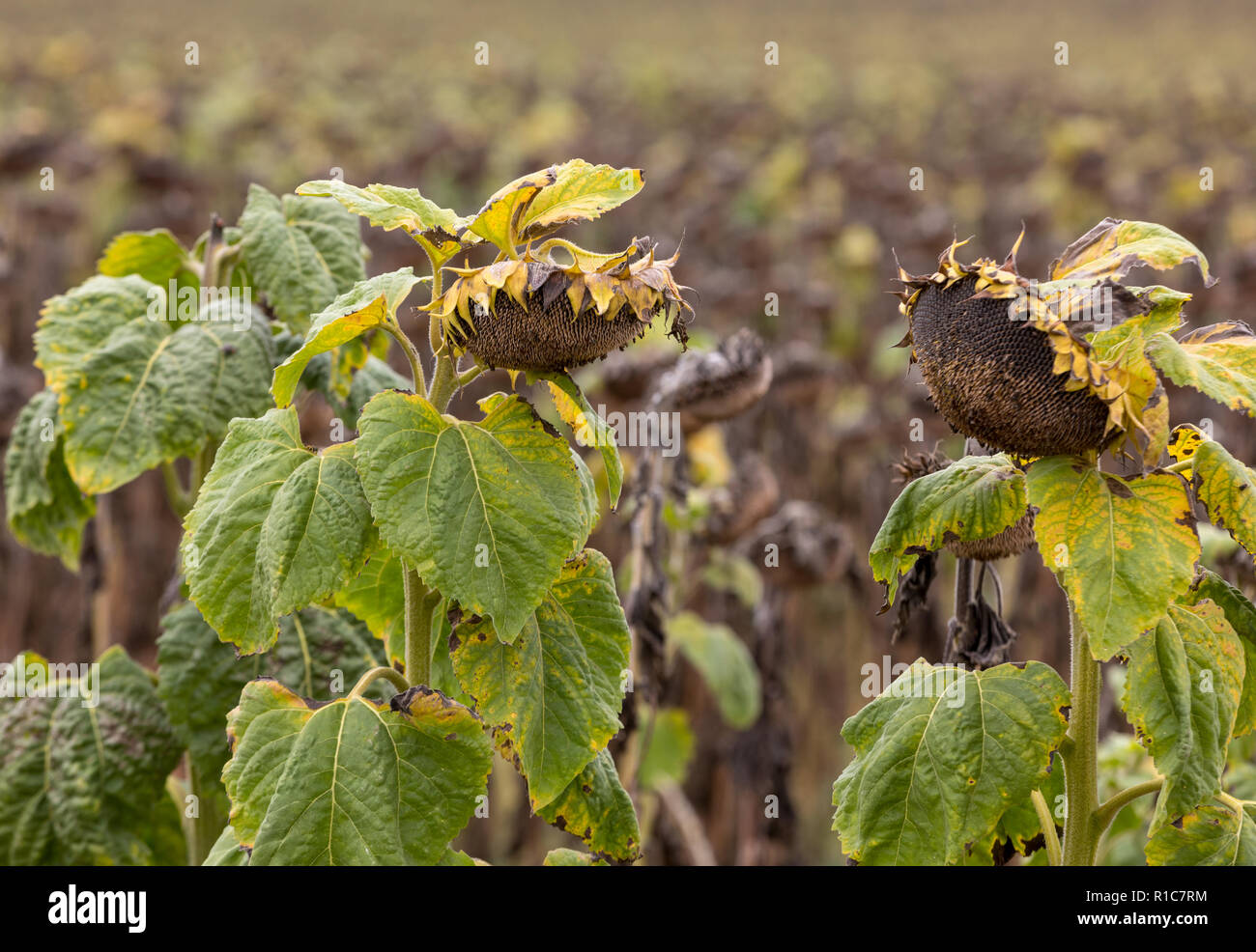 Field of drying sunflowers in Aquitaine. France Stock Photo - Alamy