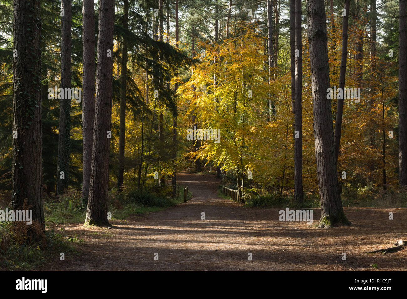 Alice holt forest hi-res stock photography and images - Alamy