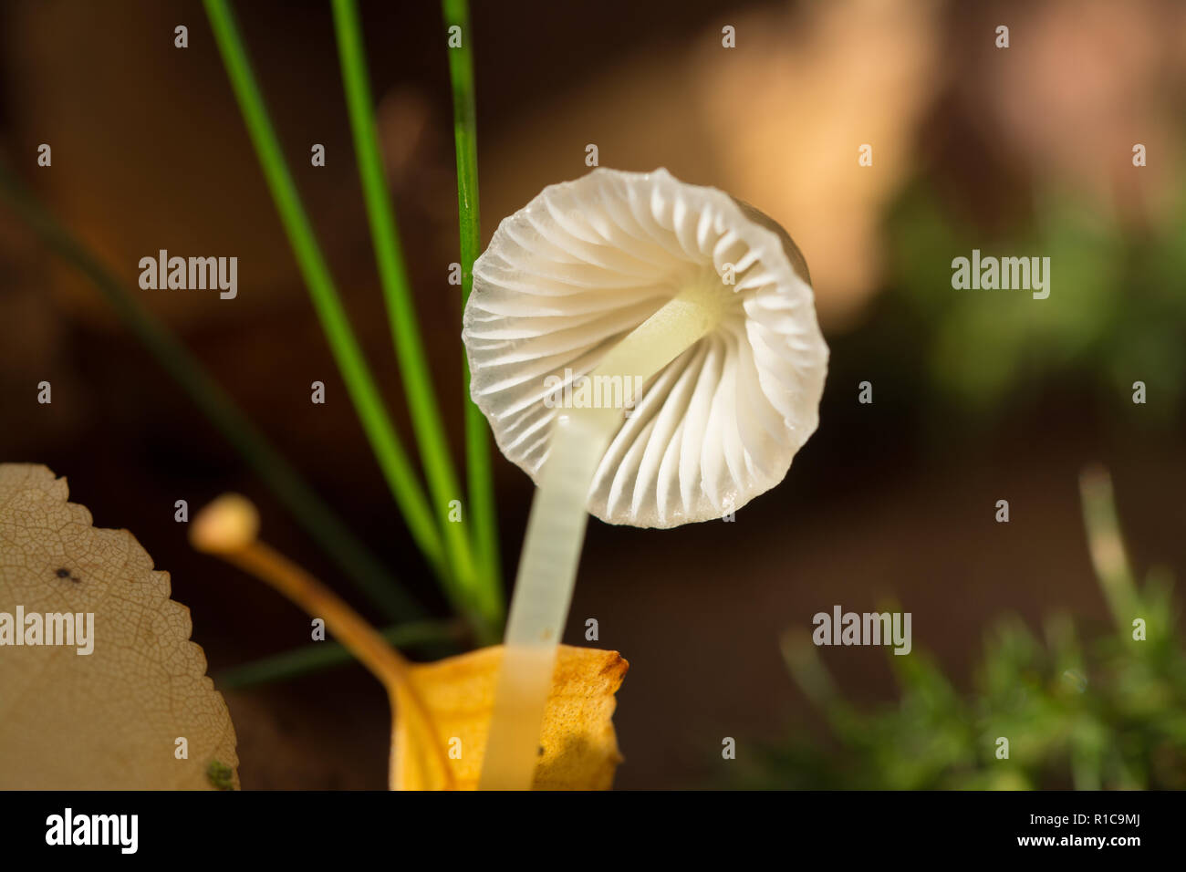 Fungus gills hi-res stock photography and images - Alamy