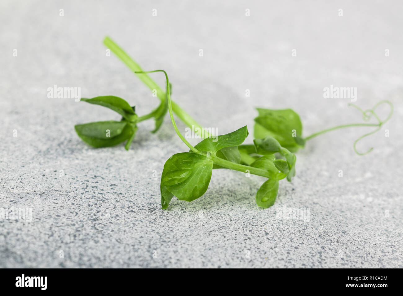 Fresh sweet green pea sprout. Microgreen. Selective focus Stock Photo ...