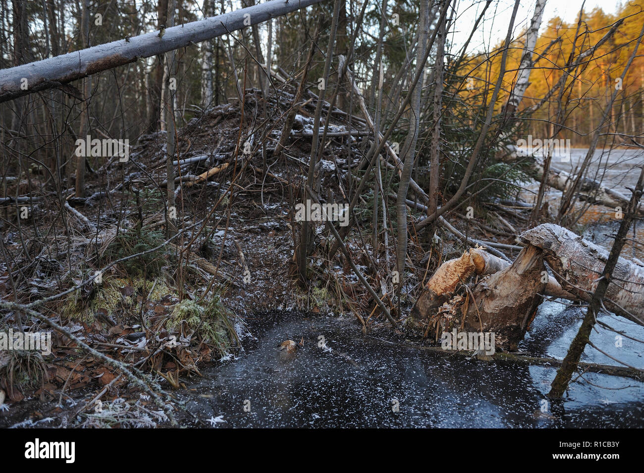 Brush up trees hi-res stock photography and images - Alamy