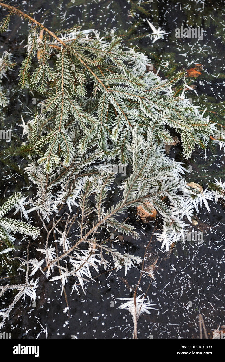 Frozen spruce tree hi-res stock photography and images - Alamy