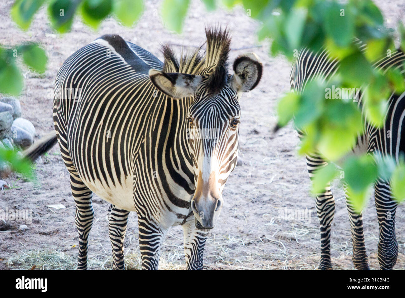 Zebra head and main body looking straight at camera from behind ...